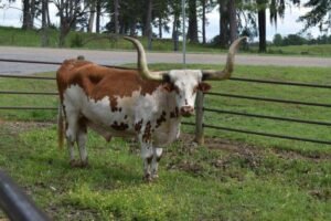 Kick Back Ranch & Event Center: Premier RV Parks Near Montgomery, AL ...